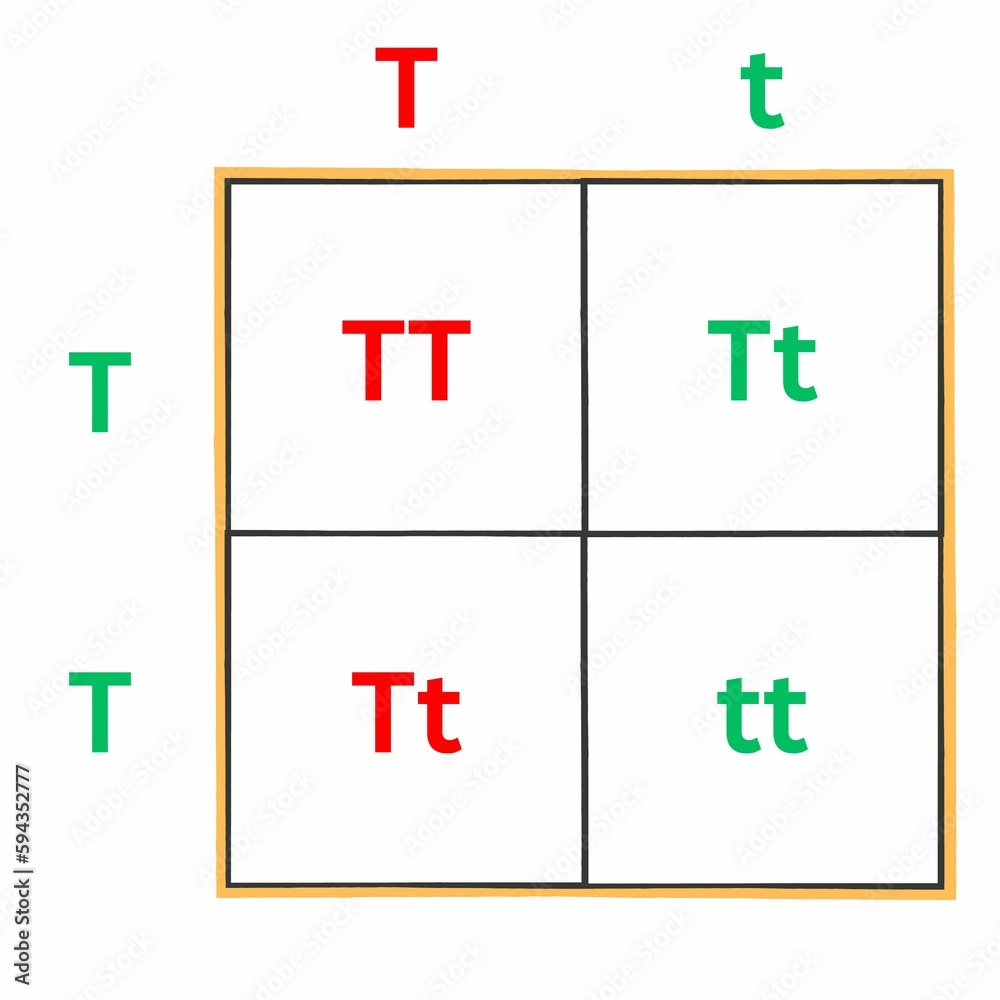 Simple version of the Punnett Square. Sometimes spelled as Punnets ...