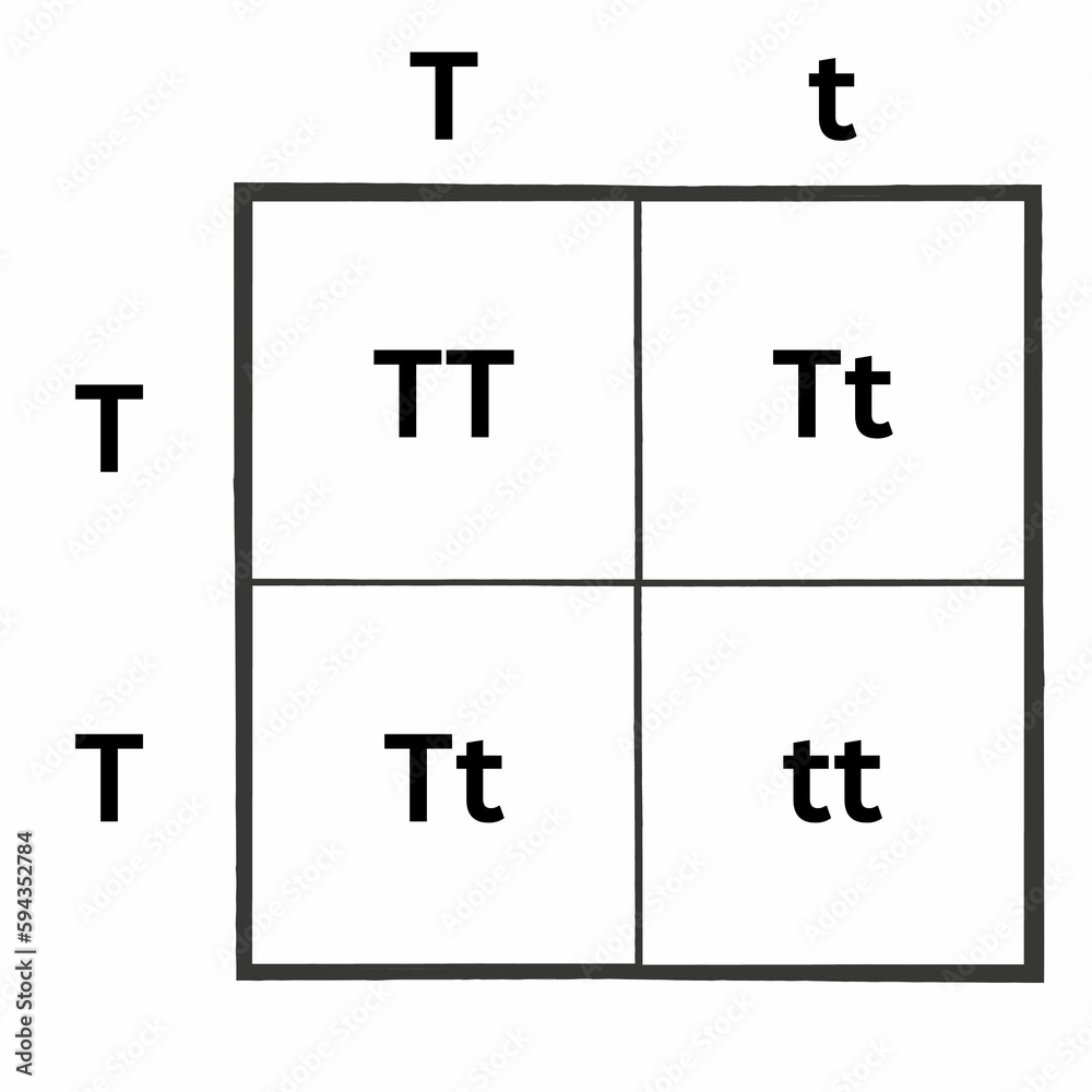 Poster Simple version of the Punnett Square – Wall Art | UkPosters