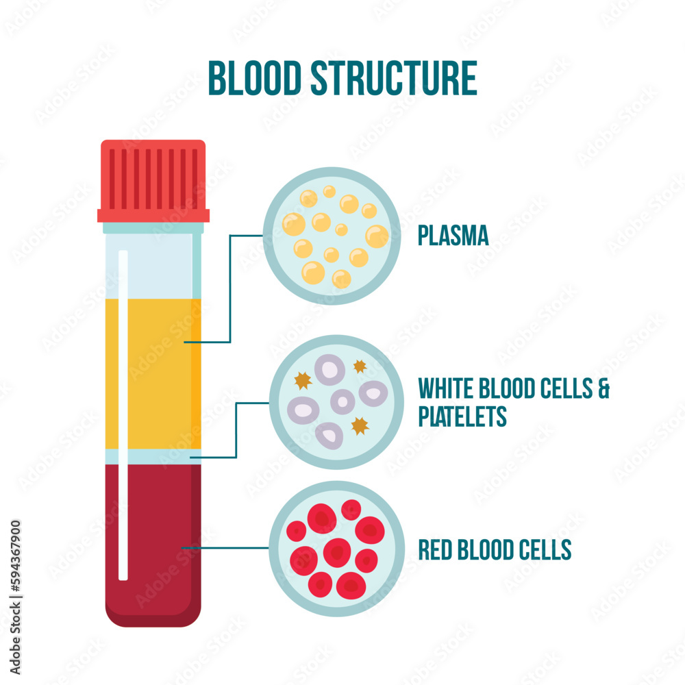 The Composition of Blood poster. Red blood cells, white blood cells ...