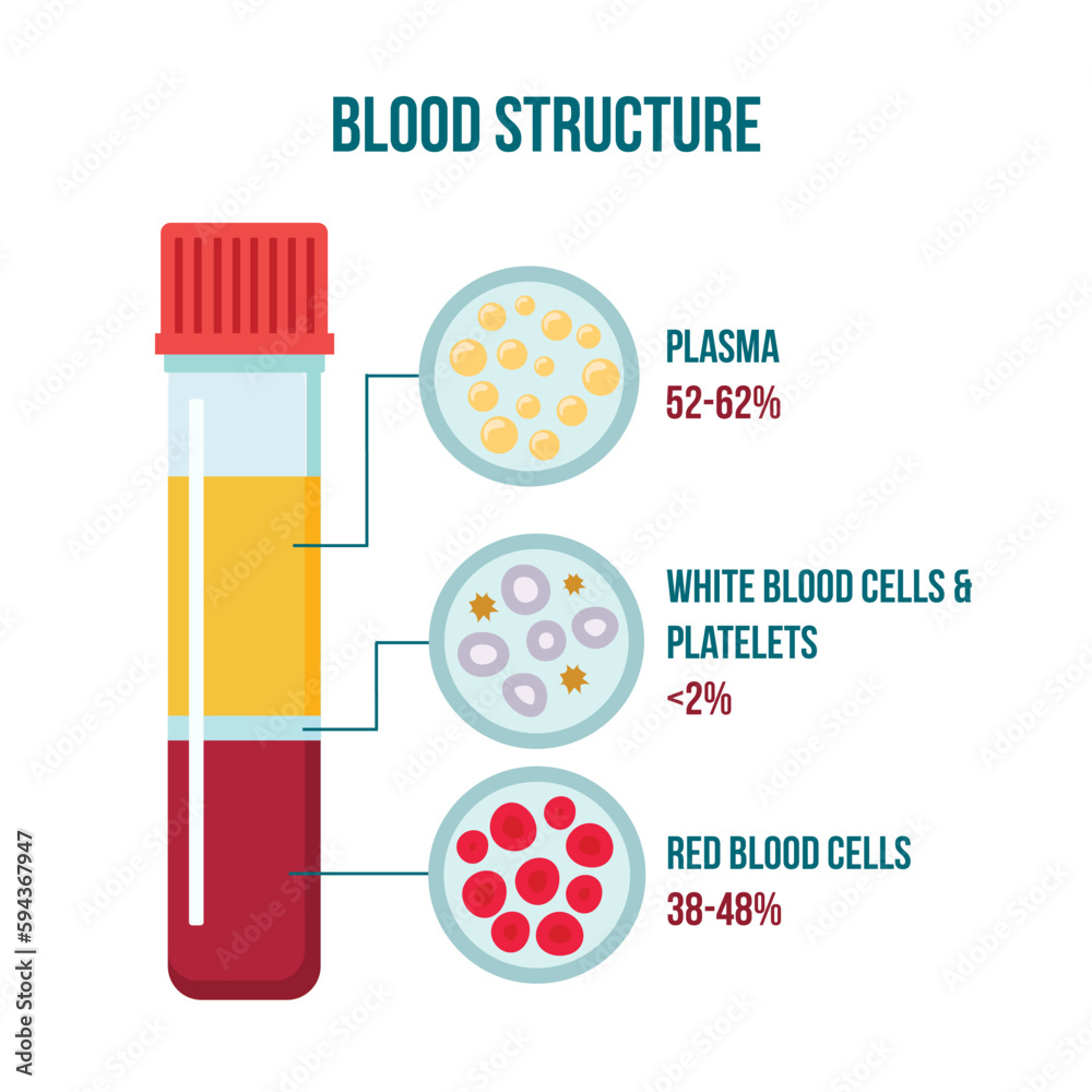 The Composition of Blood poster. Red blood cells, white blood cells ...