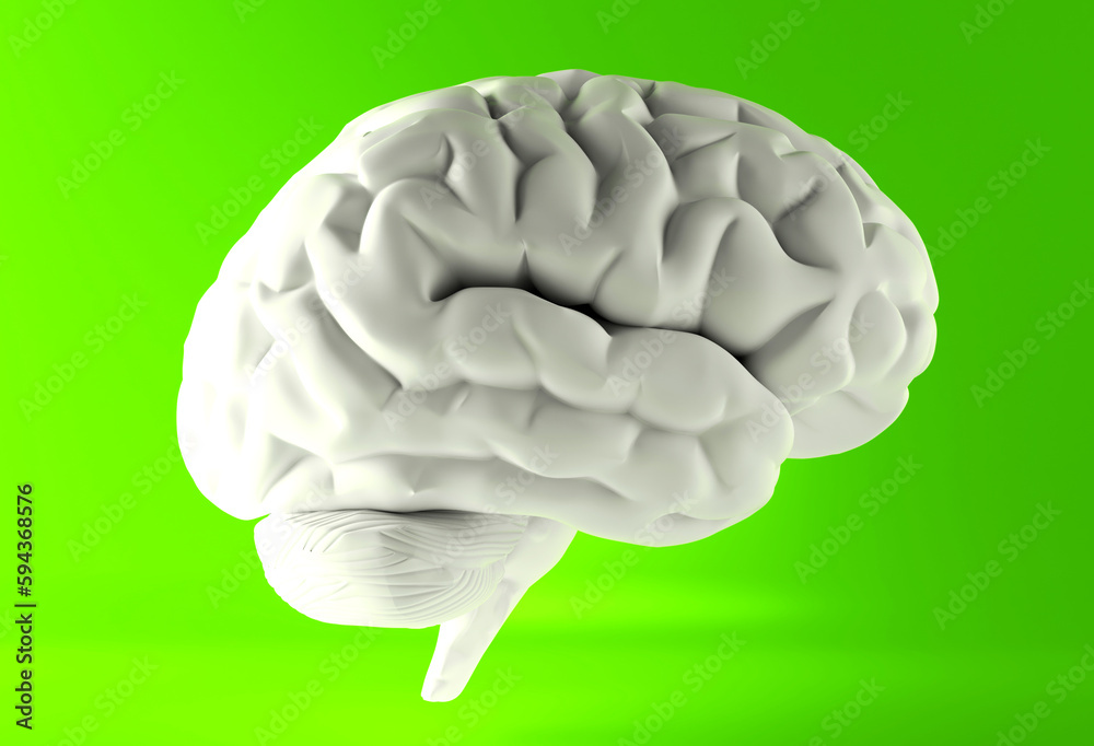 Human brain anatomical model, side view. 3d rendering. Our Minds Matter ...