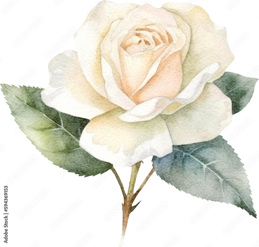 White rose flower illustration created with Generative AI technology ...