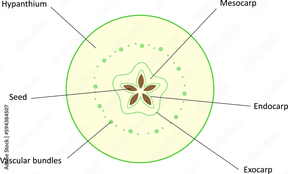 The internal structure of the fruit of the apple tree. Cross section of ...
