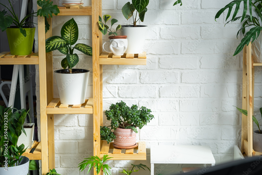 Shelving with a group of indoor plants in the interior. Houseplant ...