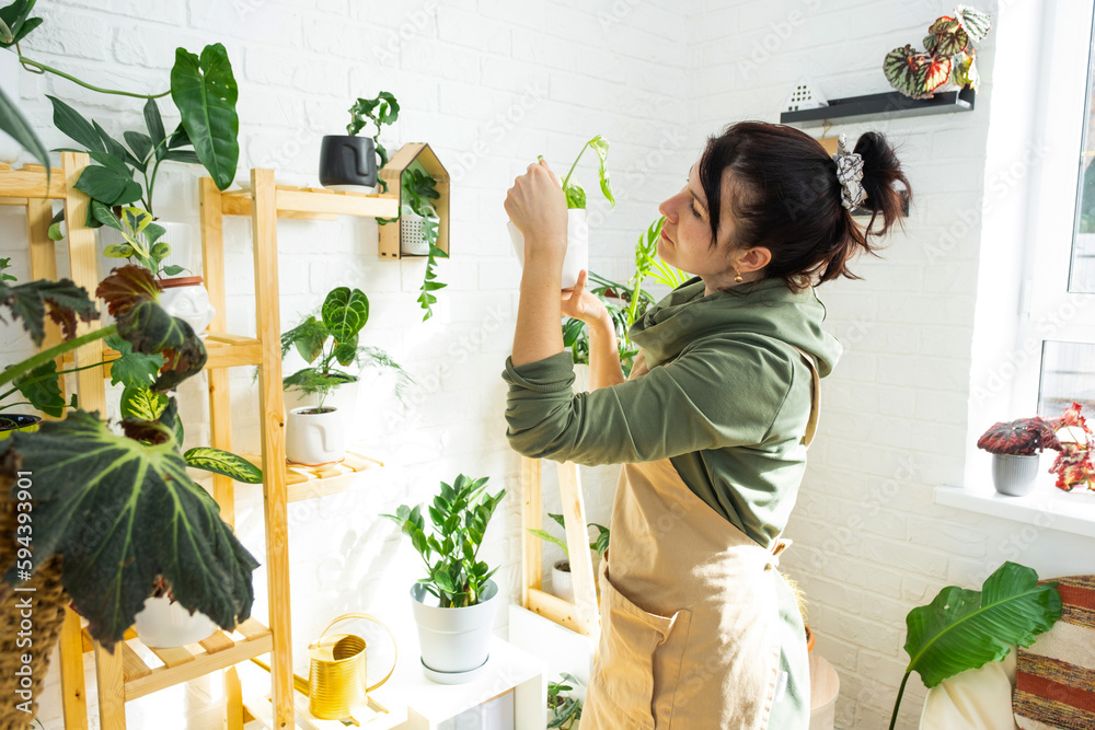 Woman plant breeder examines and admires home plants in a pot from her ...