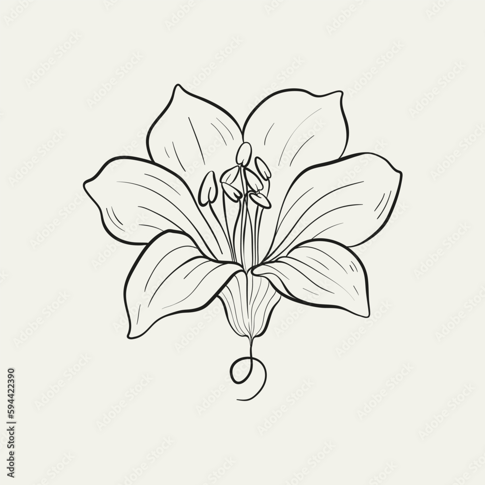 Botanical drawing. Minimal plant logo, botanical graphic sketch drawing ...