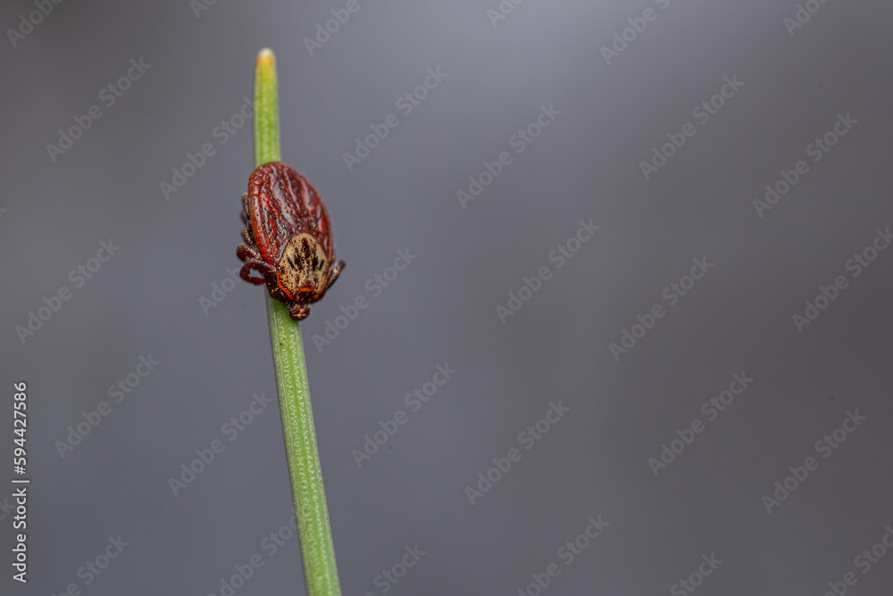 tick season, sheep tick (Ixodes ricinus) on the grass Stock Photo ...