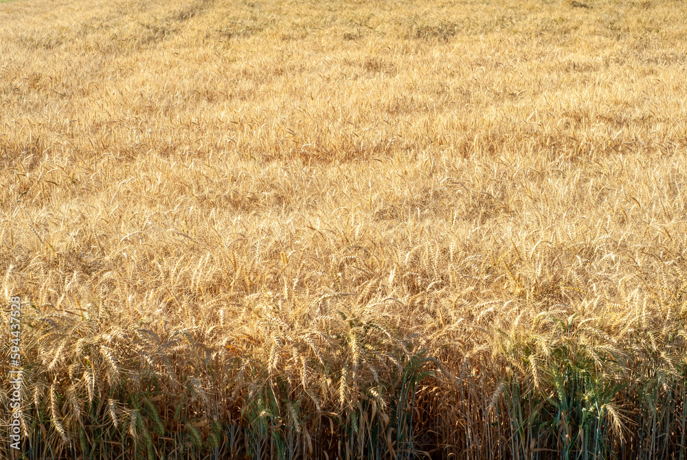 Fondo o textura de un un campo de trigo amarillo. Stock Photo | Adobe Stock