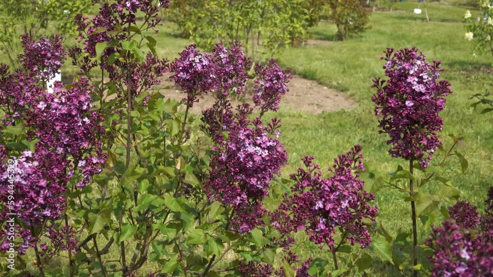The lilac species and its growth in the garden. Young flowering lilac ...