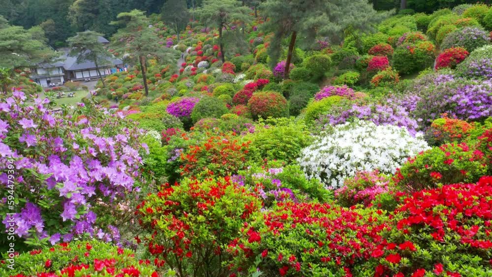 Beautiful garden in summer with flowers in bloom, blooming azalea in a ...