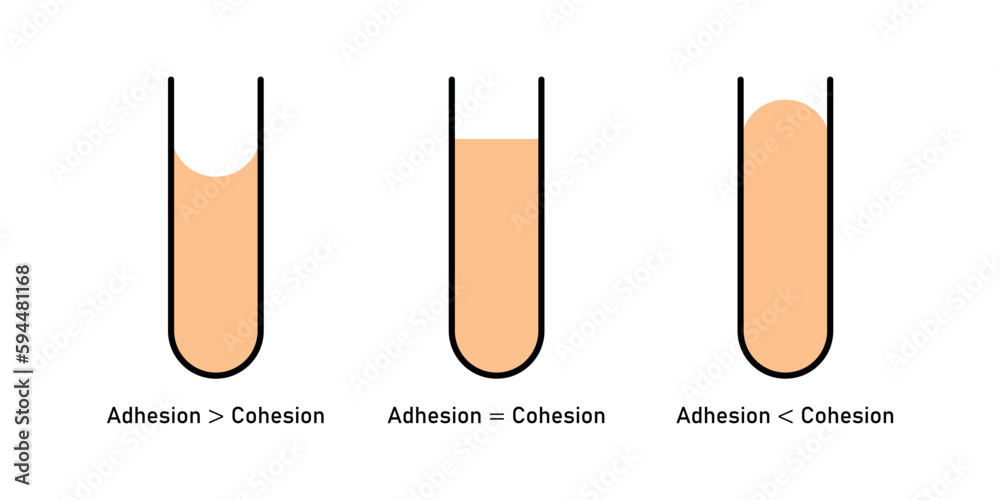 Adhesion and cohesion of water. Concave and convex meniscus. Vector ...