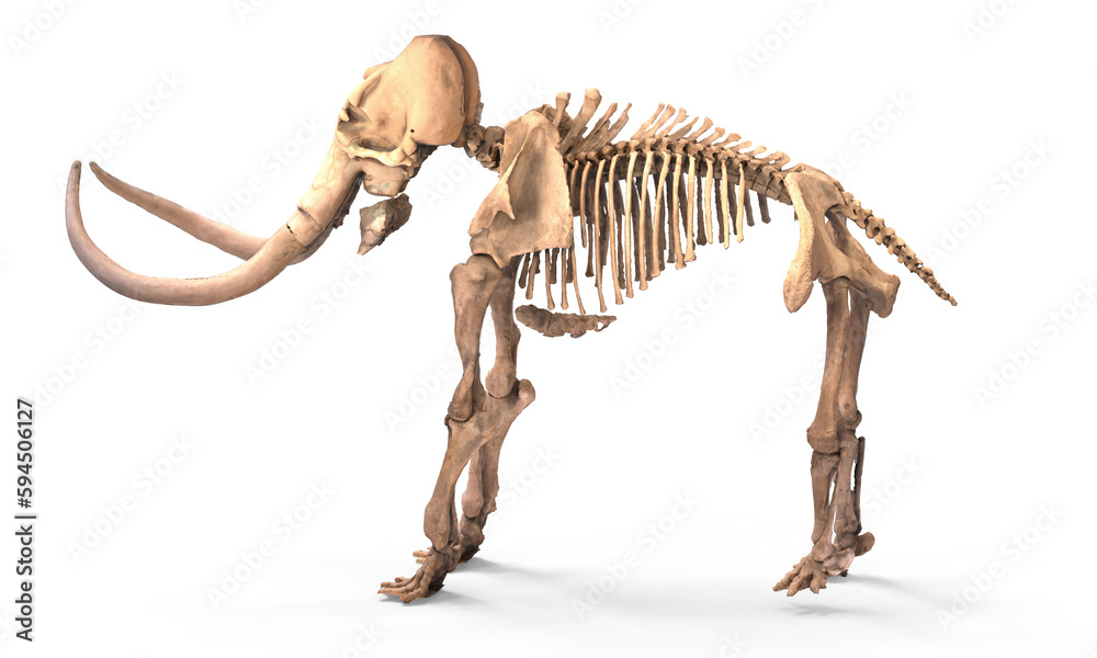 The skeleton of a mammoth isolated. Png transparency Stock Illustration ...