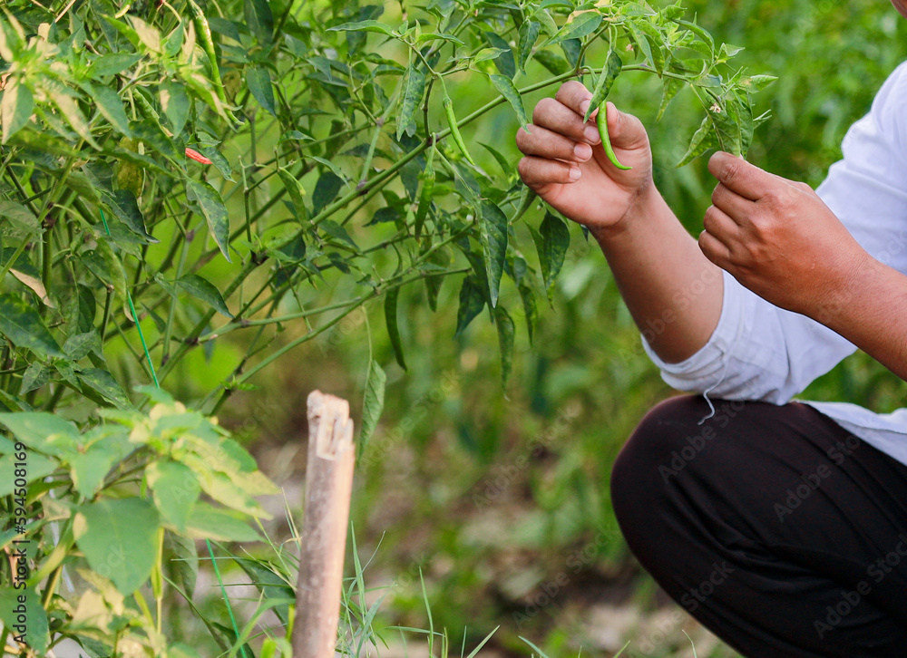 Indian Happy farmer holding green chilli plant, green chilli farming ...