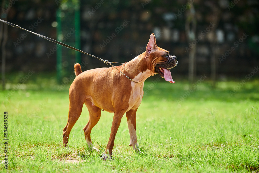 Adult boxer dog on leash walking on green grass summer lawn, funny ...