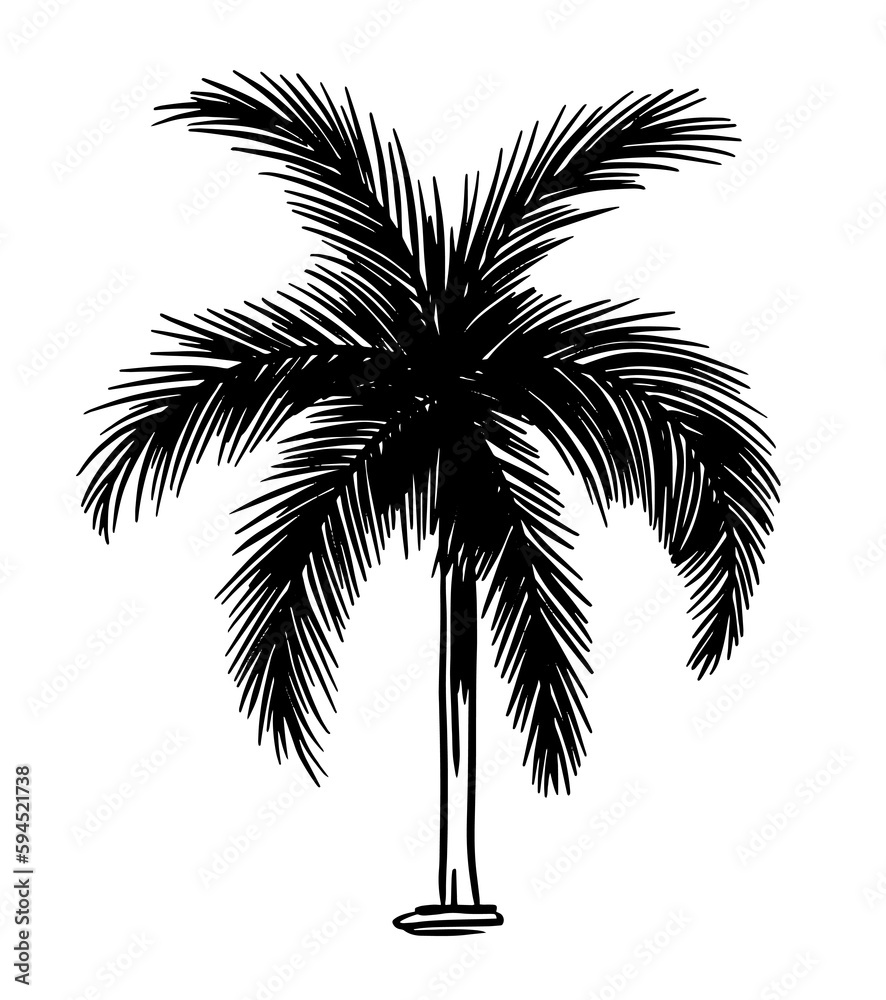 Hand drawn palm tree. Vector black ink drawing isolated on white ...