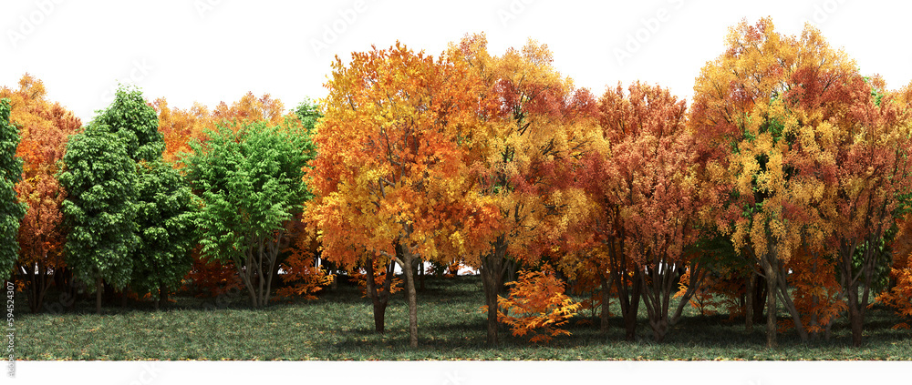 trees in the forest with a shadow on the ground, isolated on ...