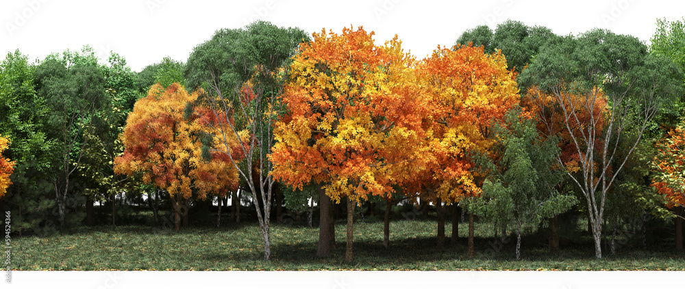 trees in the forest with a shadow on the ground, isolated on ...