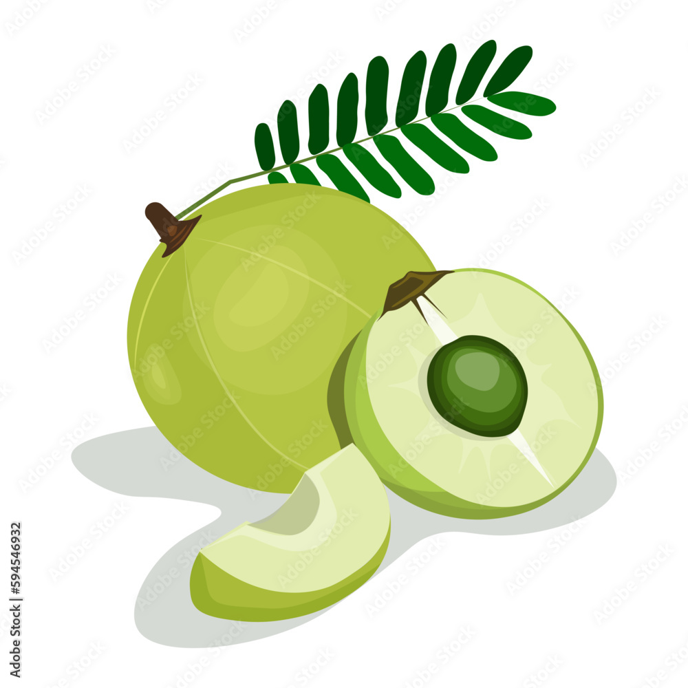 Vector of Indian gooseberry ( Amla) with leaf, seed and half, vector ...