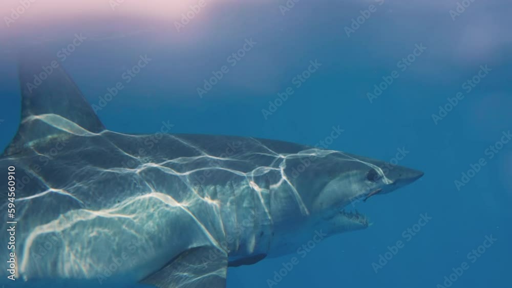 Close-up of great white shark mako swimming underwater in front of ...