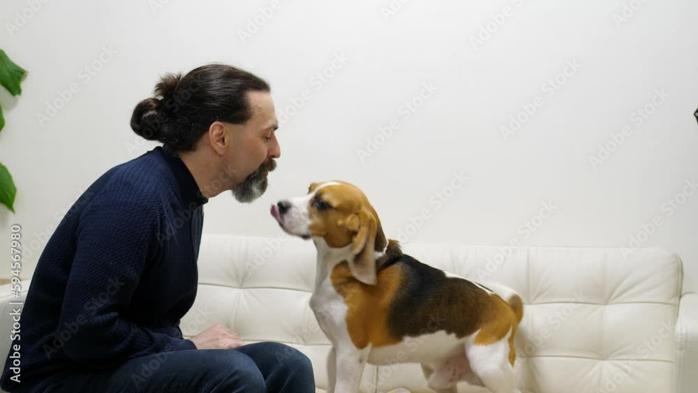 Dog go to man and touch his face by nose, fawn and kind pet wag tail ...