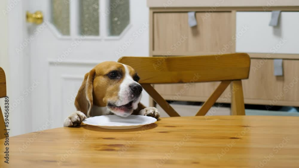 What a petty thief! Hilarious dog pull plate close to table edge and ...