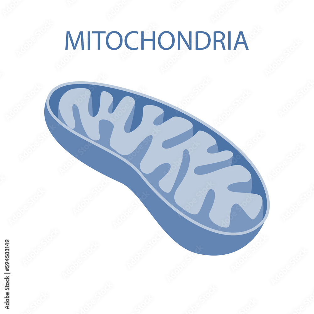 The internal structure of mitochondria Stock Illustration | Adobe Stock