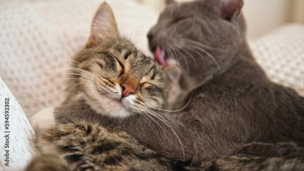 Two cats cuddling on white blanket at home. Cute domestic striped ...