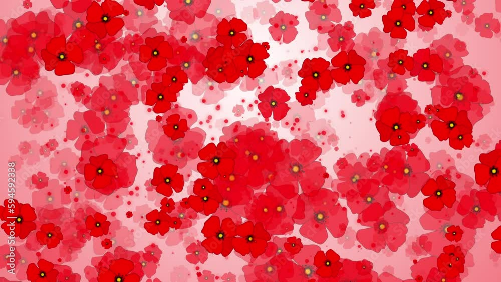 Red poppy flowers on white background. Abstract looped motion graphics ...