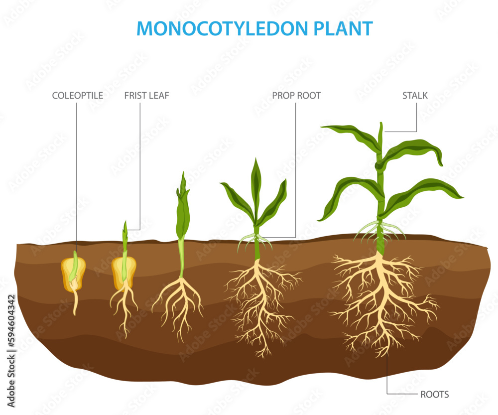 Vetor de Monocotyledon plants, also known as monocots, are a group of ...