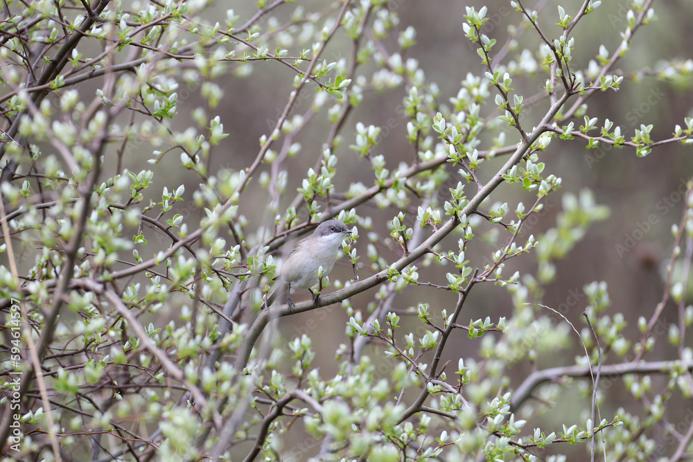 Close-up photo of Spring lesser whitethroat (Curruca curruca) sitting ...