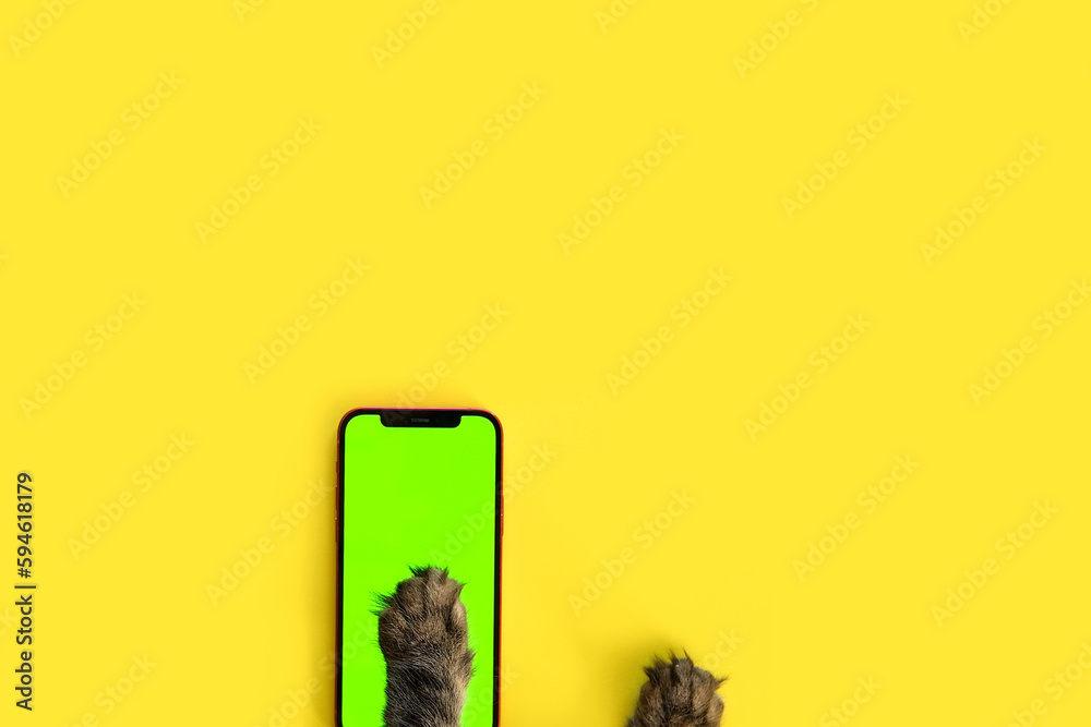 Cat paw touching, clicking, tapping and swiping phone with chromakey ...