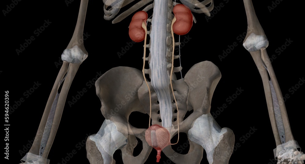 The urinary system is function is to filter blood and create urine as a ...