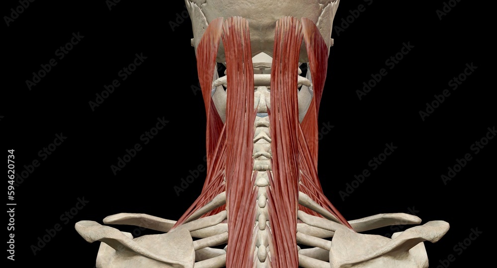 Head rotation, lateral movement of the head around its axis. ilustração ...