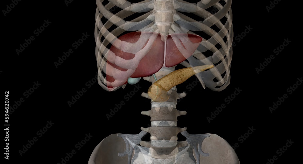 As an endocrine organ, the pancreas secretes the hormones insulin and ...