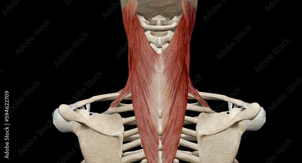 Lateral flexion involves bending a body part, mainly your torso and ...