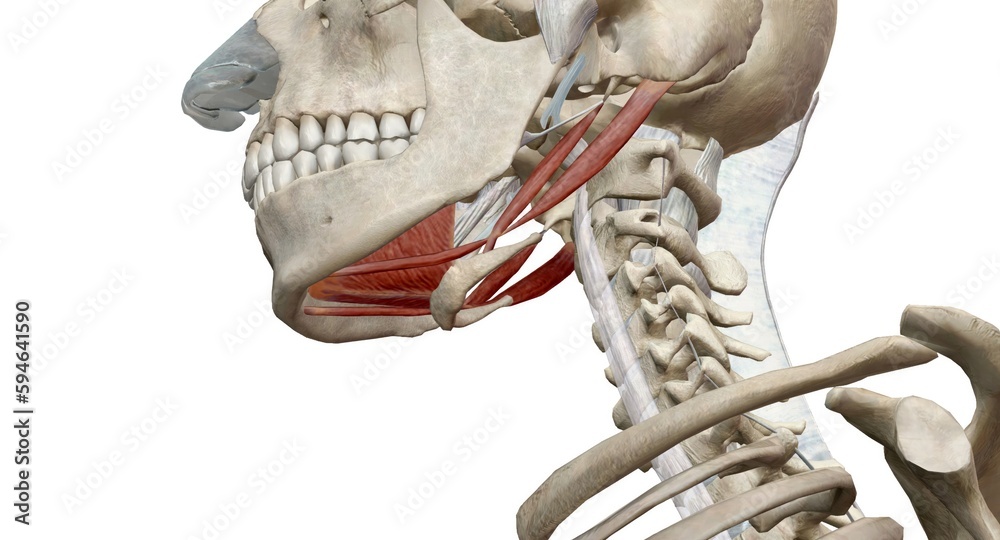 The lateral pterygoid muscle functions as the sole muscle of ...