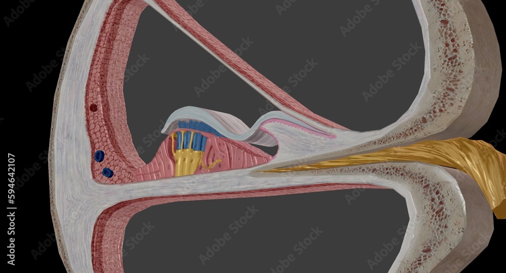Cochlear Model Labeled