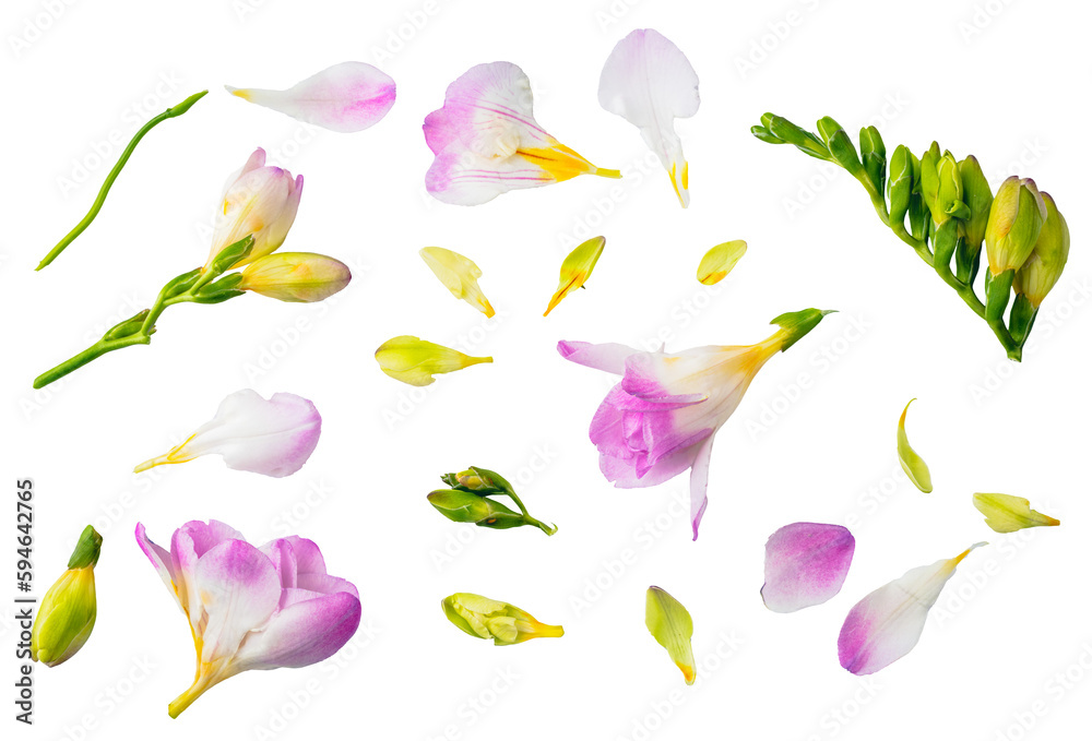 Parts of flower, stem, leaves floral collection isolated on transparent ...