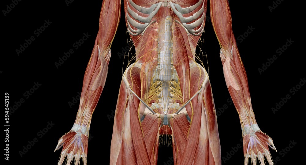 The lumbar plexus is a complex neural network formed by the lower ...