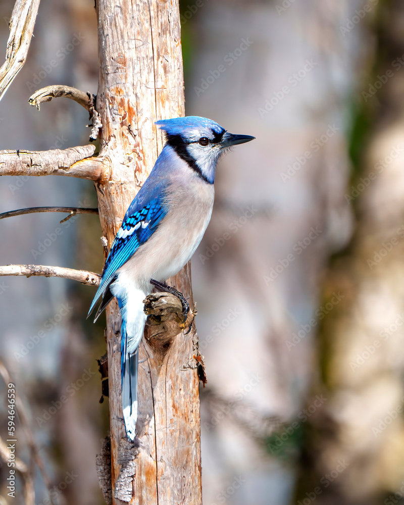 Blue Jay Photo and Image. Close-up side view perched on a tree branch ...