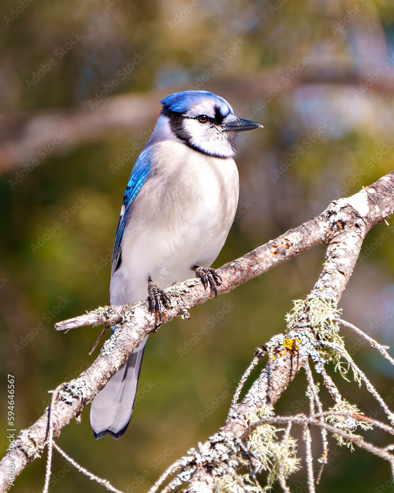 Blue Jay Photo and Image. Side view perched on a tree branch with a ...