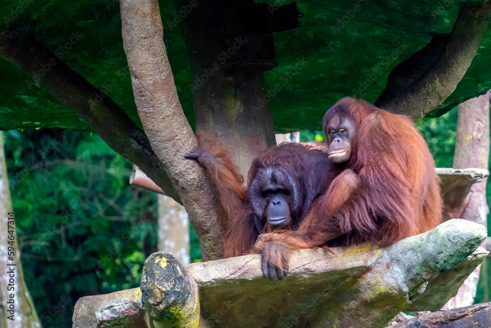 Bornean orangutan (Pongo pygmaeus) is a species of orangutan native to ...