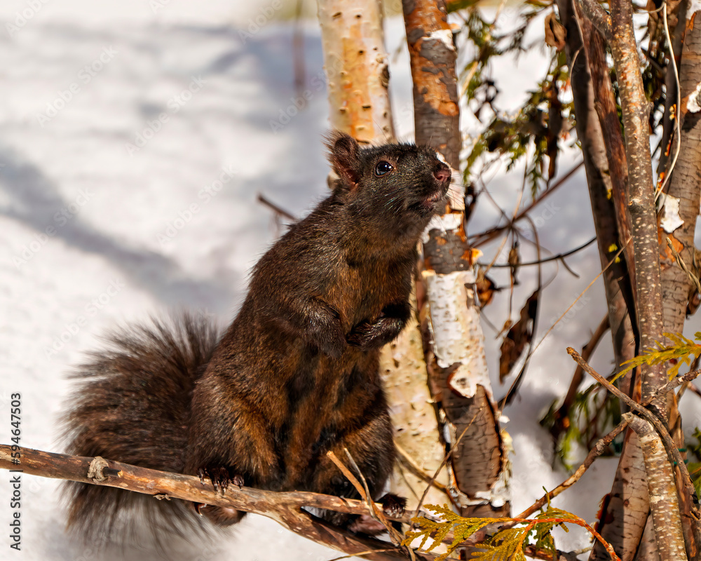 Squirrel Photo and Image. Close-up front view in the winter season ...