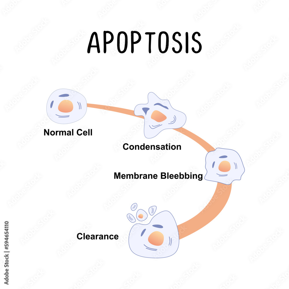 Apoptosis (Programmed Cell Death): The natural process of cell death ...