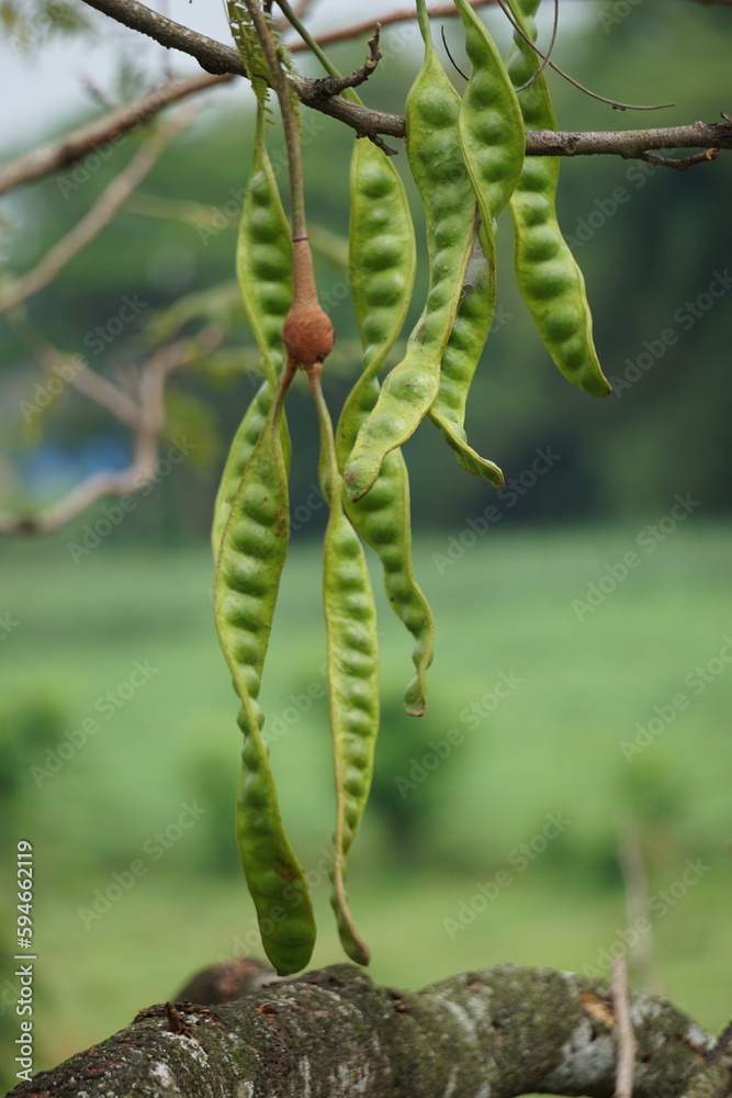 Sato seeds (Parkia speciosa, Parkia speciosa, petai, pete, twisted ...
