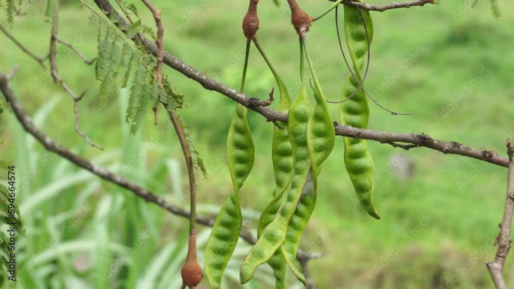 Sato seeds (Parkia speciosa, Parkia speciosa, petai, pete, twisted ...