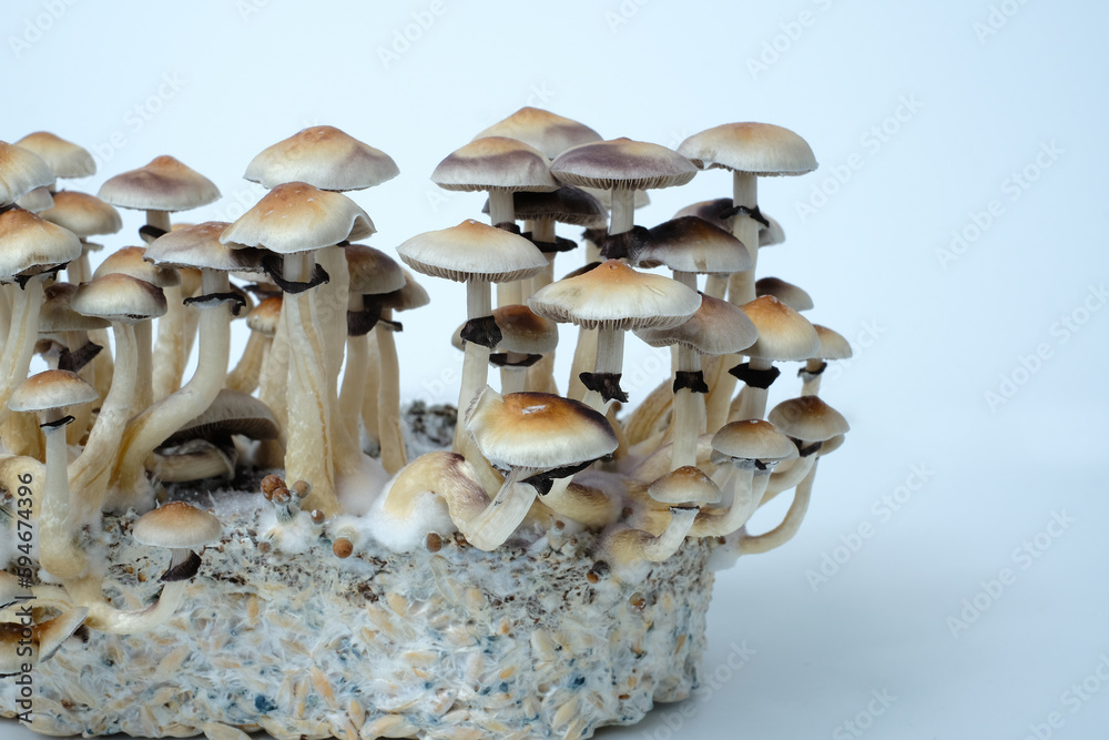 Mycelium block of psychedelic psilocybin mushrooms Thai with fruits ...