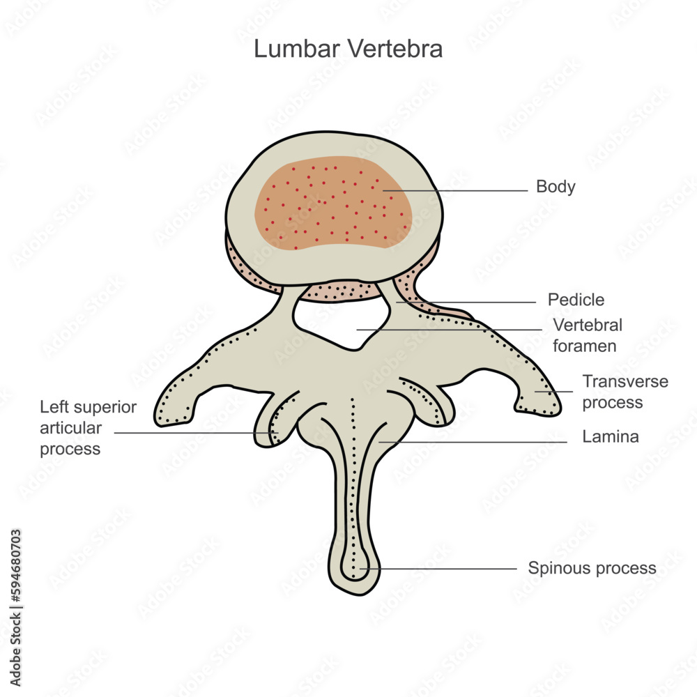Vetor de Second lumbar vertebra, lumbar spine, vertebral bones ...