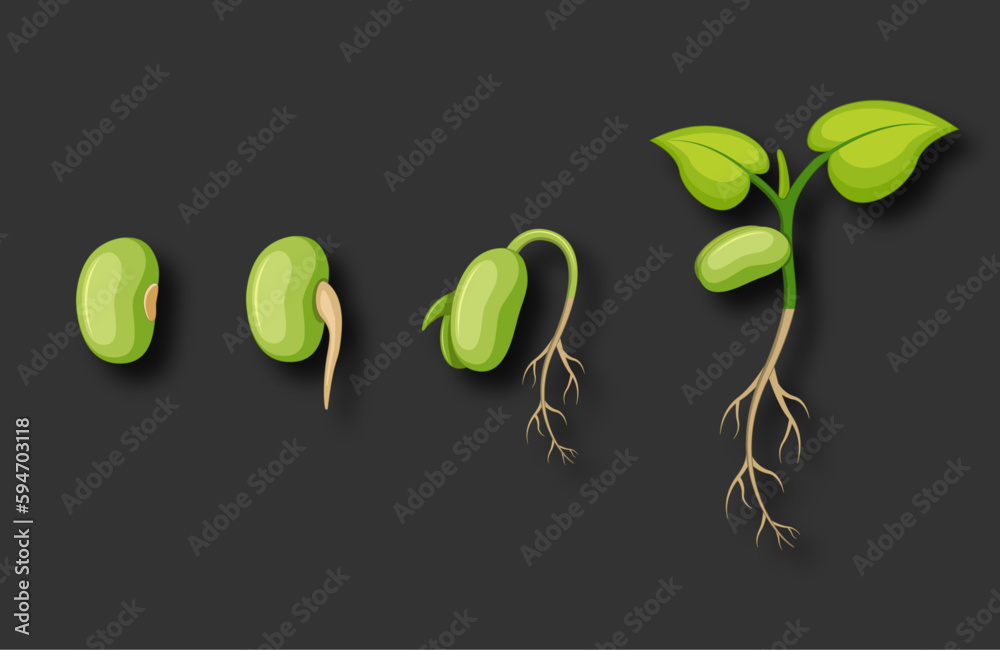 Phases of germination and development of bean seed. Stock Vector ...