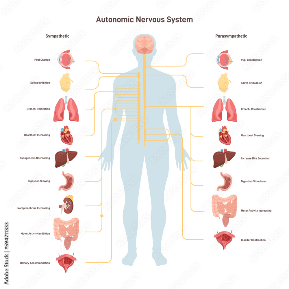 Human autonomic nervous system. Sympathetic and parasympathetic Stock Vector | Adobe Stock